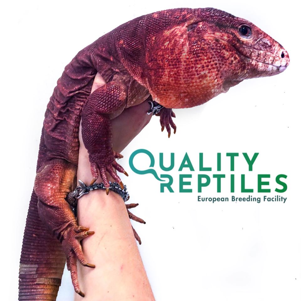High red/purple, red tegus DEVIL LINE (Devil x Xena) 2020 – Quality ...
