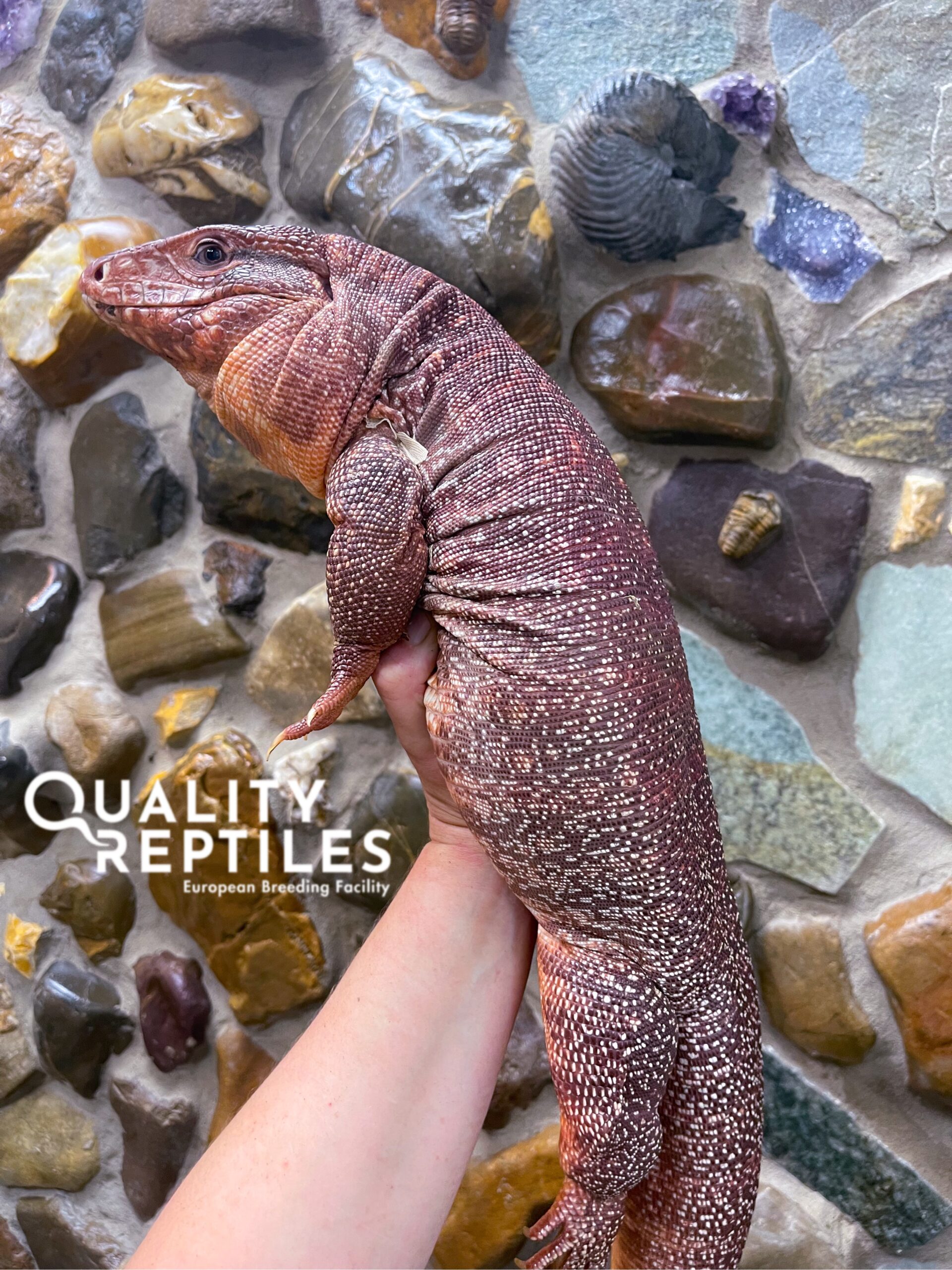 100% het Anery posible hypo, red tegus (Pablo x Ciri) 2022 – Quality ...